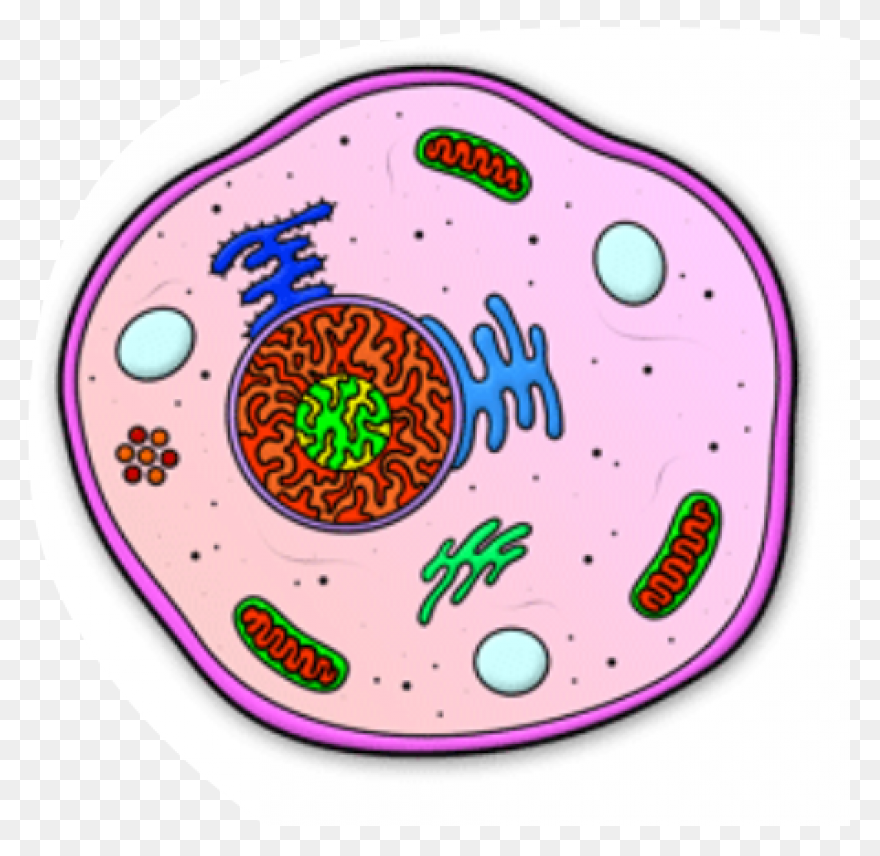 14 Cells View Cell Structures Brainpop PNG Clip Art Images 14 Cells View Cell Structures Brainpop PNG Clip Art Images