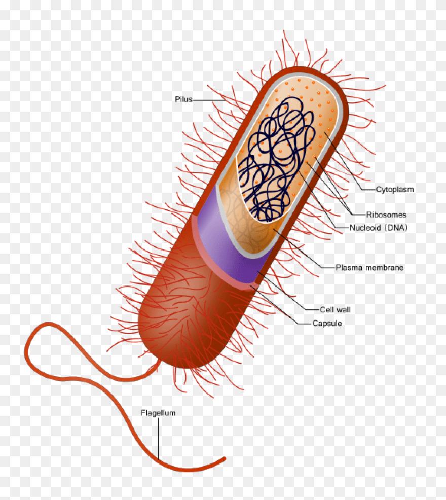 14 Cells View Cell Structures Brainpop PNG Clip Art Images 14 Cells View Cell Structures Brainpop PNG Clip Art Images