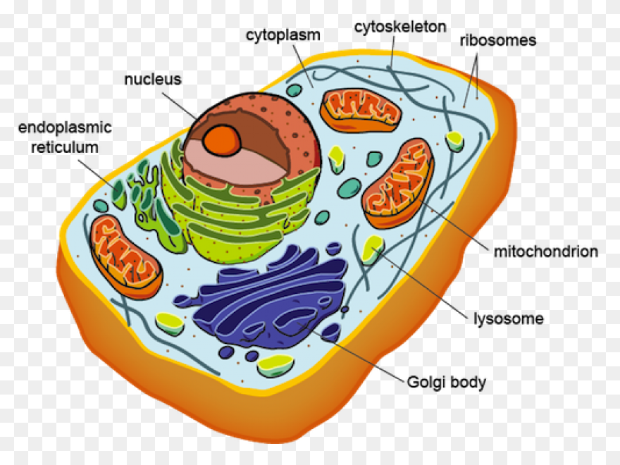 14 Cells View Cell Structures Brainpop PNG Clip Art Images