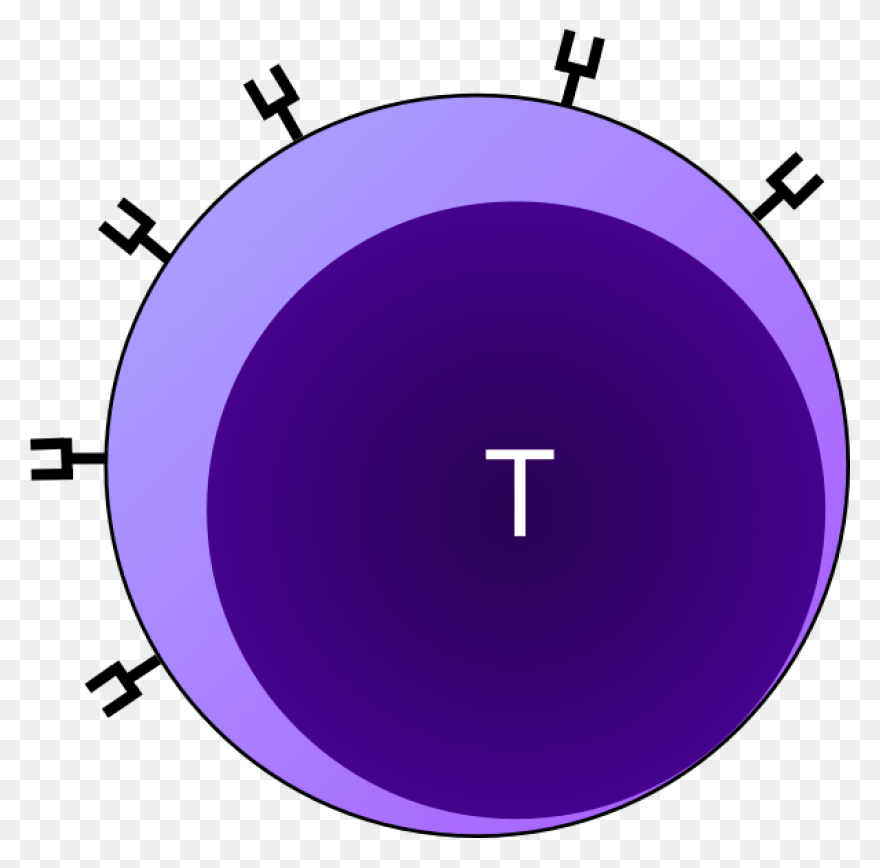 14 Cells View Cell Structures Brainpop PNG Clip Art Images 14-cells-view-cell-structures-brainpop-png-clip-art-images